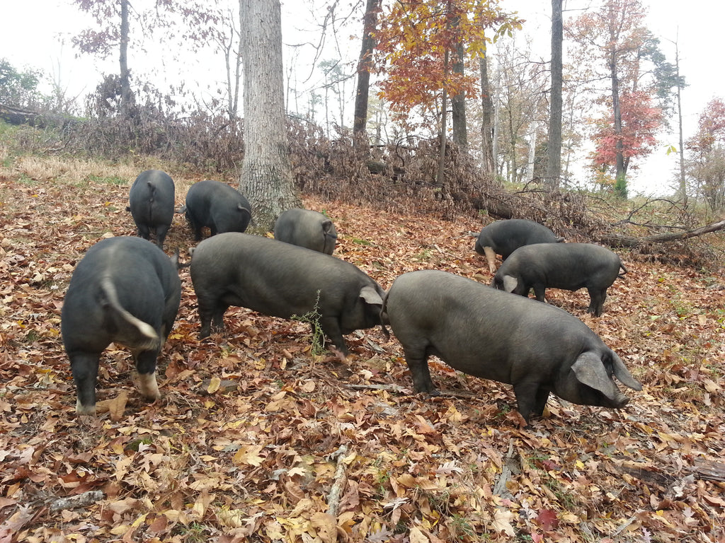 Half Forest Raised Pastured Pig – Groce Family Farm